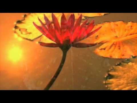 The Power of Flowers