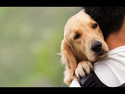 TOMi.digital - Los perros