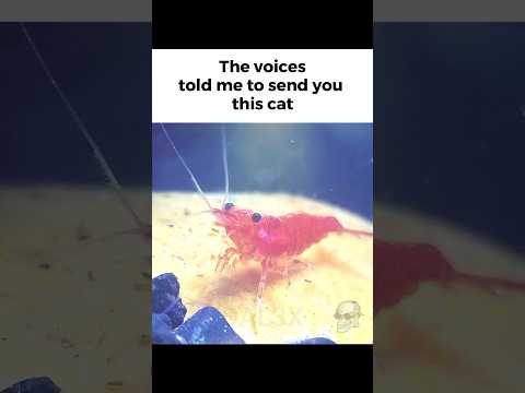 The voices told me to send you this