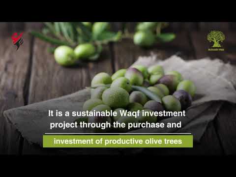 #Olive Tree . . . A symbol of peace and prosperity.