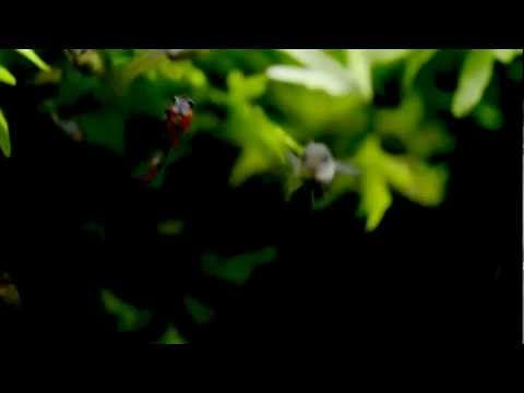 (Video) Endlers Hybrid red chest japan blue | Endler Guppy Project