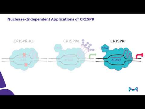 CRISPR Based Screening: Advantages of Transcriptional Activators and Inhibitors