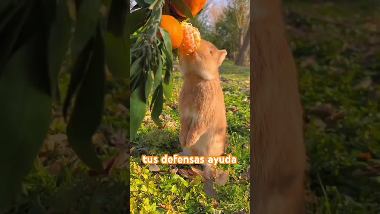 Mandarina #frutas #shortsviral #remedioscaseros