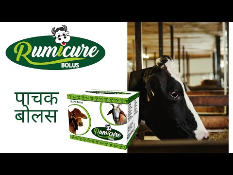 Cattle Feed Supplement - Dairy Feed Supplement Latest Price ...