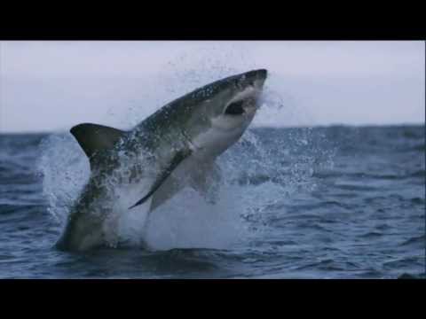 The brands and marketers taking a bite out of Discovery Channel’s Shark ...