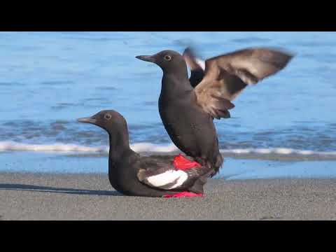 Pigeon Guillemot balancing act_6/7/24