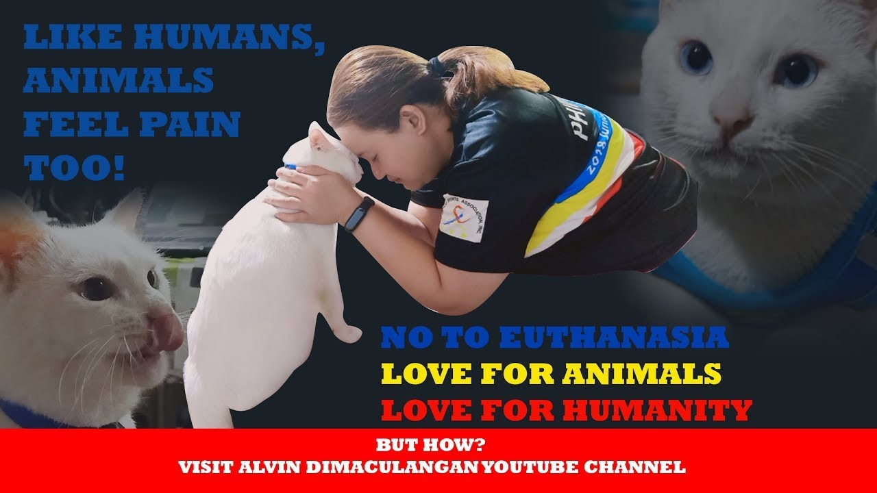 PUSPIN BOSS WHITE AND SWEETIE THE SIAMESE CAT/ CATS IN THE HOUSE