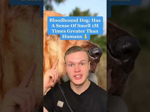 Animals With Crazy Abilities 🪰: PT1