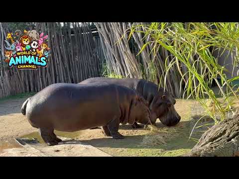 Learn about Hippos: The Gentle Giants of Africa's Rivers | World of Animals Channel | Wild Animals