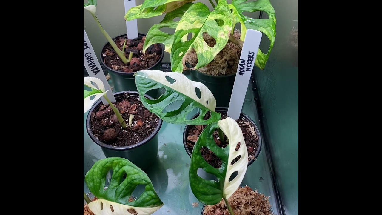 Variegated Monstera Adansonii Propagation Update