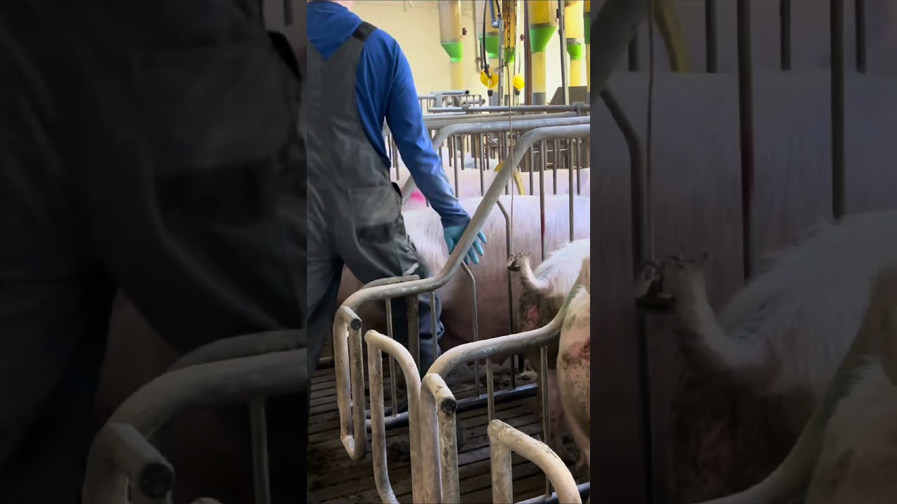 The Future of Pig Breeding with AI