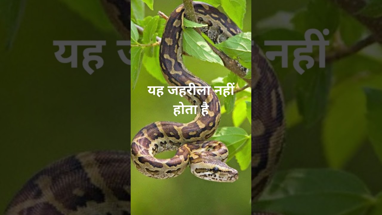 Indian Rock Python #shorts