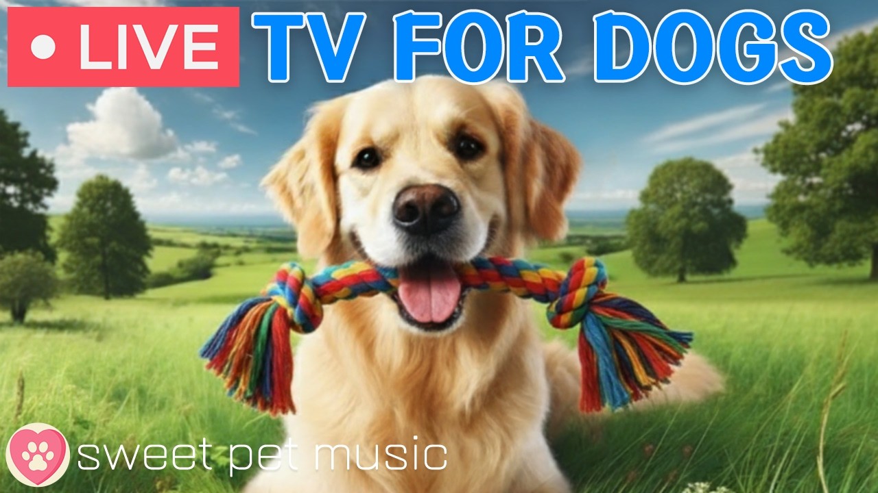 🔴24 Hours of Dog TV🎵🐶Calming Music for Dog Sleep🐾🩷Soothing Dog Music for Anti Stress and Anxiety