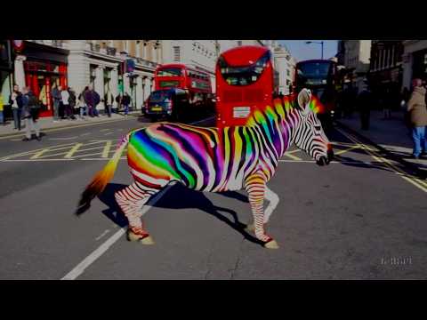 ???? From Lightbox to London: Behind the Scenes with Our Rainbow Zebra Charm