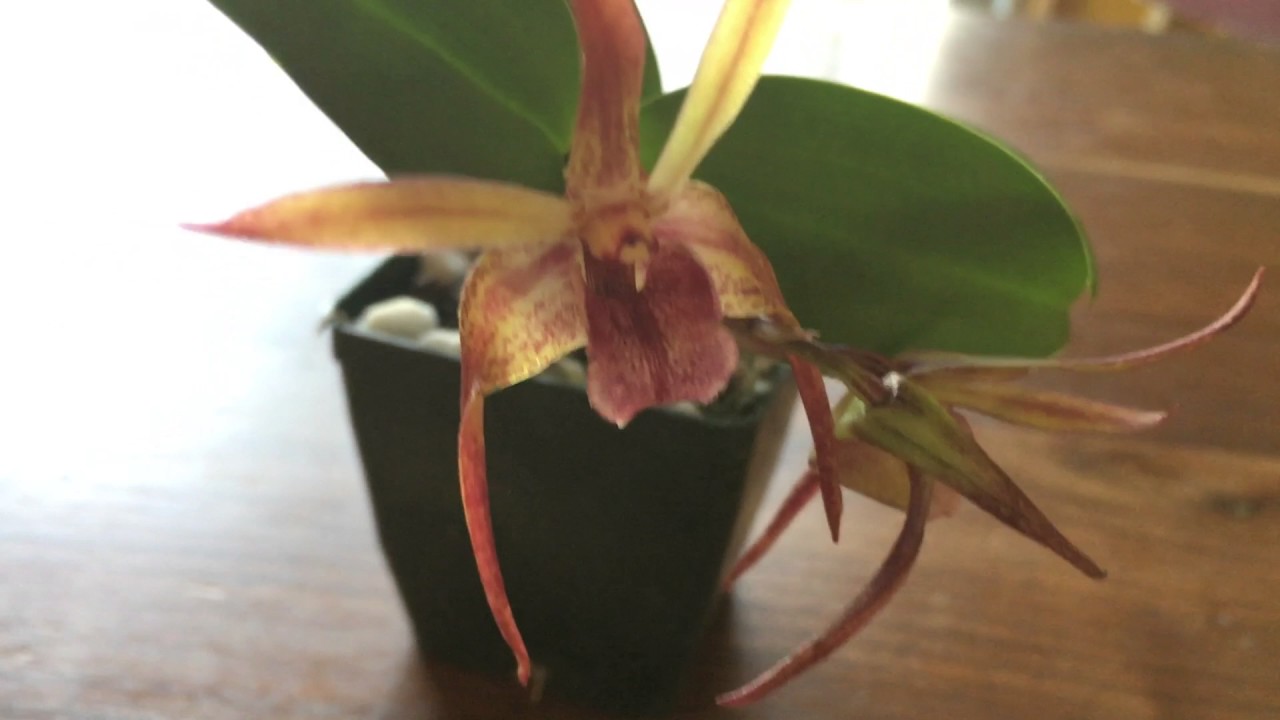 Australian Dendrobium in bloom