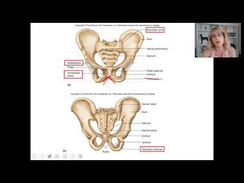 Lab 4 - Part 3 - Bones of the pelvis and leg -