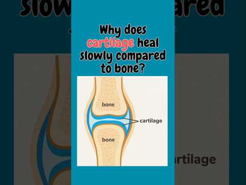 Why does cartilage heal slowly compared to bone?#ytshorts#biology #bone#cartilage #connectivetissue