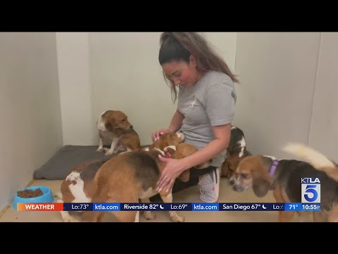 Study finds Luna is most popular dog name in U.S.