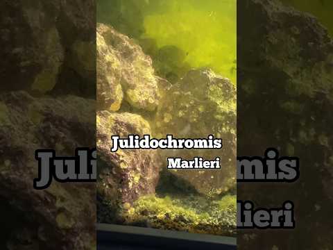 Cichlid Breeding No Filter No Water Change Julidochromis Marlieri Tanganyika Cichlid