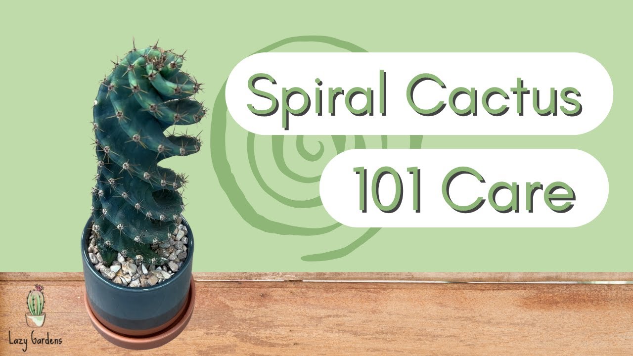 How to Care for the Spiral Cactus | Cereus forbesii spiralis 101