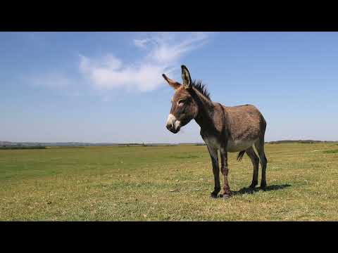 The sound of a donkey