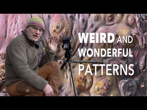Unbelievable Patterns Captured in Nature - You Won't Believe What We Found!