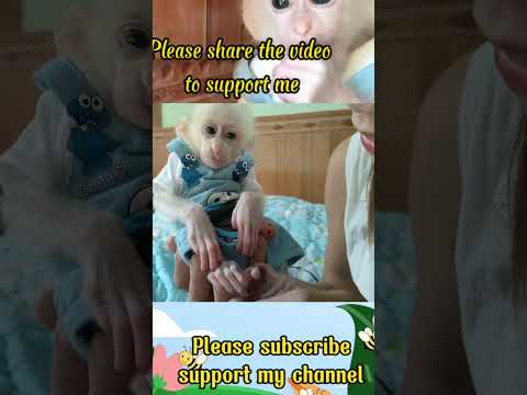 baby monkey su and mom cute video #babymonkey #monkey #kuku #animal