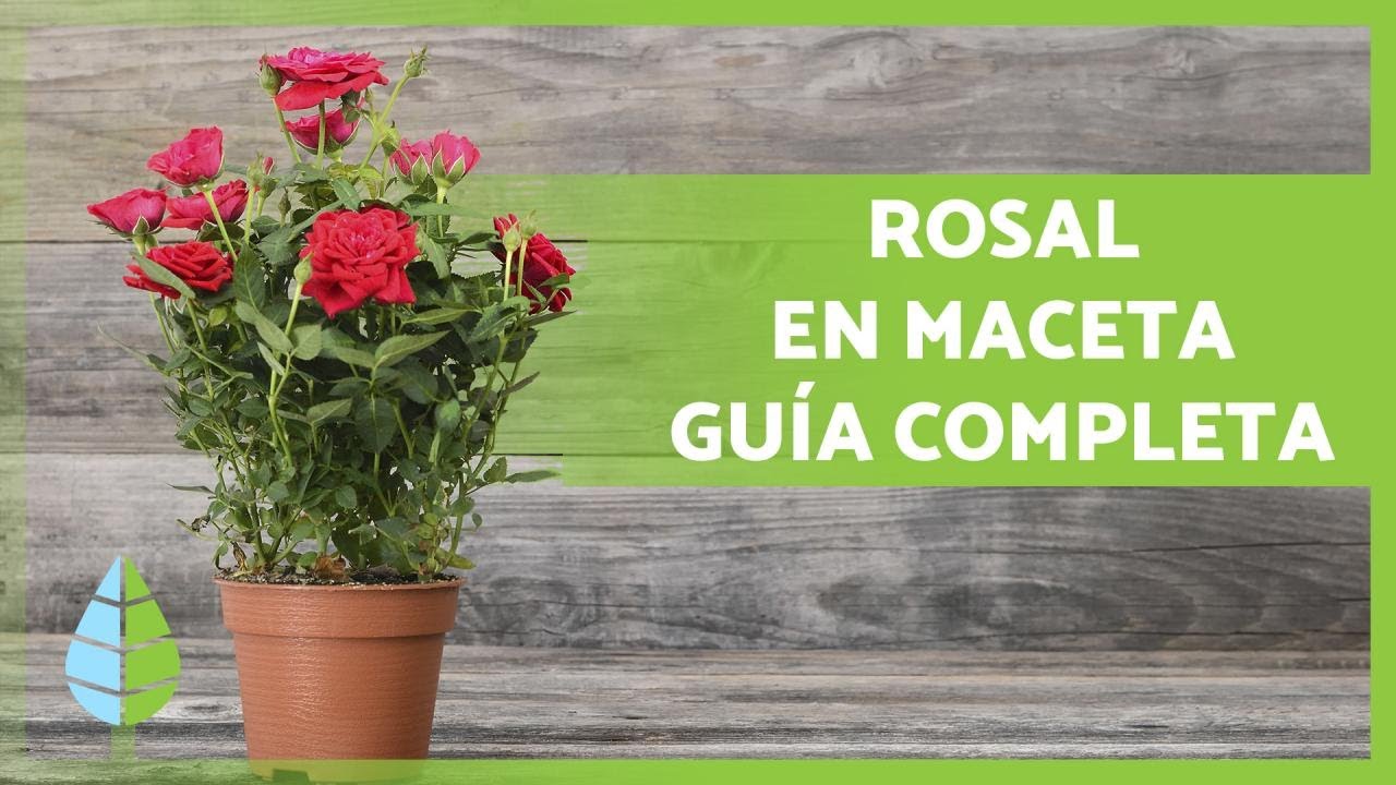CARE FOR POTTED ROSE BUSHES 🌹 Pruning, fertilizing, substrate, watering, and more!