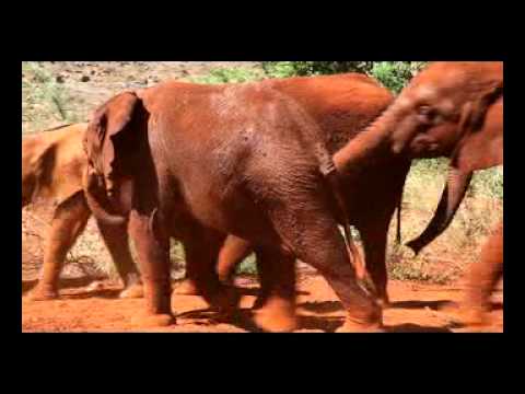 Kainuk's Progress at the Nursery March 2011 | Sheldrick Trust