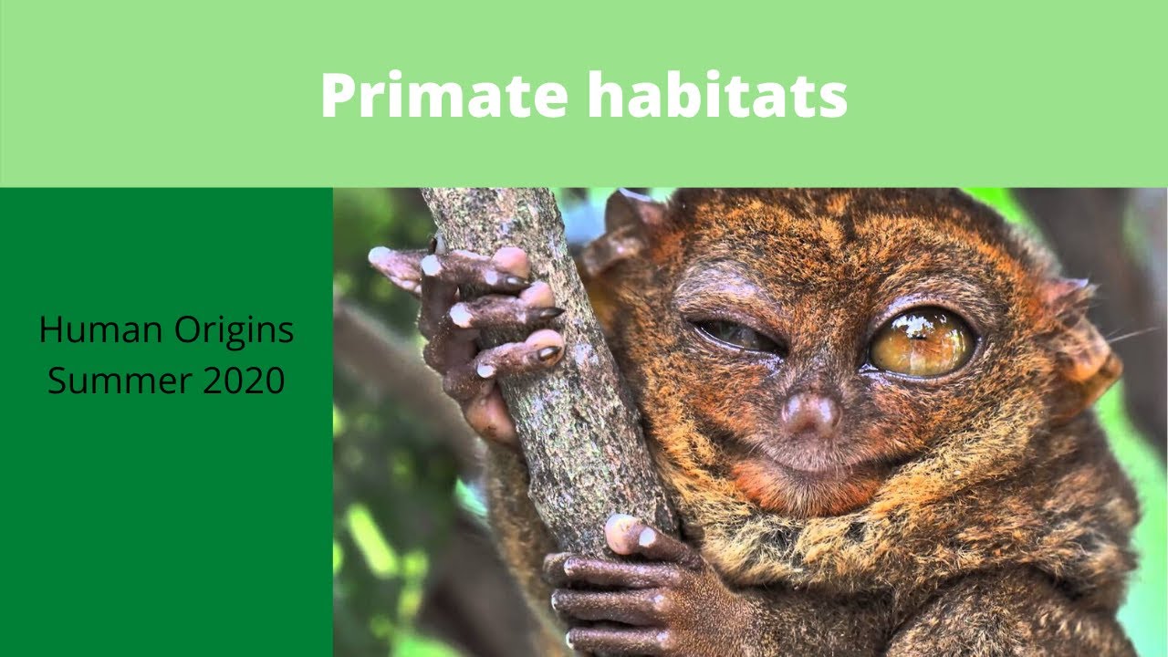 Primate habitats