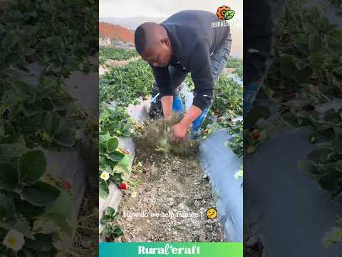 Weeding in the Strawberry Field #agriculture #sustainable #weeding