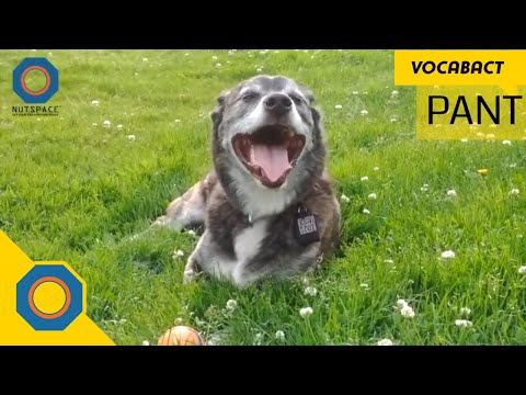Pant Meaning | VocabAct | NutSpace