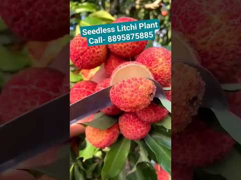 Seedless Litchi Plant Available Call- 8895875885