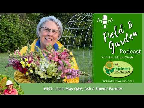 #307: Lisa's May Q&A, Ask A Flower Farmer
