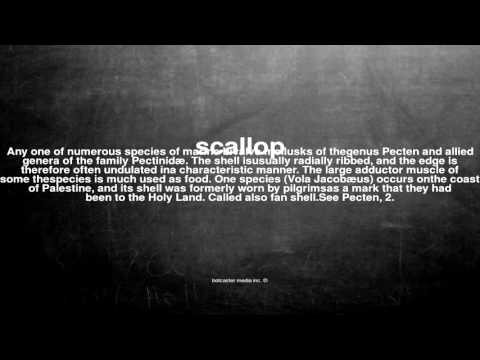 What does scallop mean