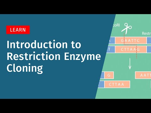 Introduction to Restriction Enzyme Cloning