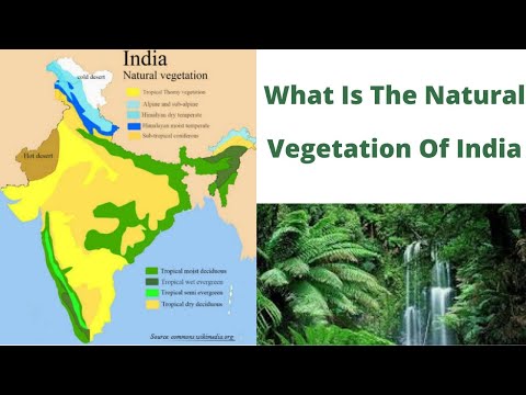 What is the natural vegetation of India