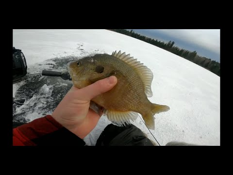Early ice 2020! Crappies, bluegill and bonus northern pike.
