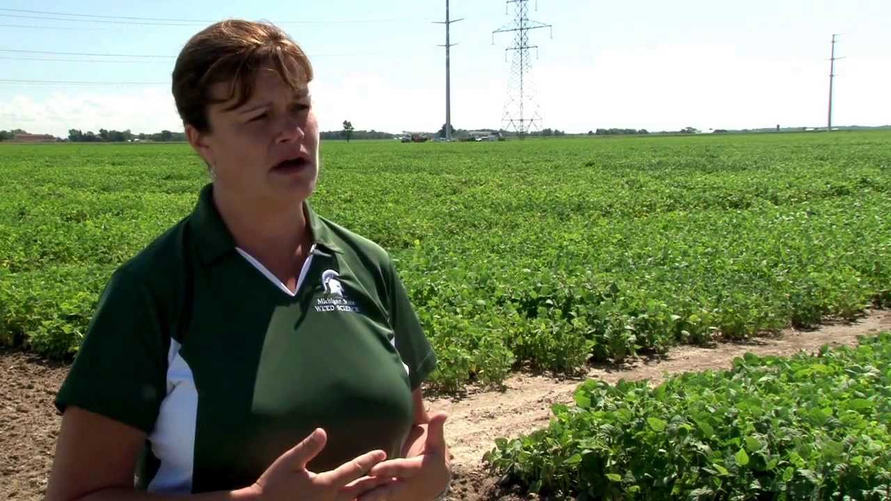 MSU and the sugar beet industry