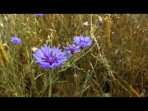 Cornflowers