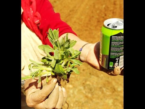 Tuvunu tea | Greek mountain tea-Sideritis | Production video