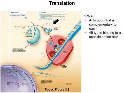 Transcription and Translation