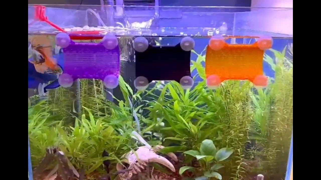 betta swimming through his tunnels! https://theseeshelter.etsy.com
