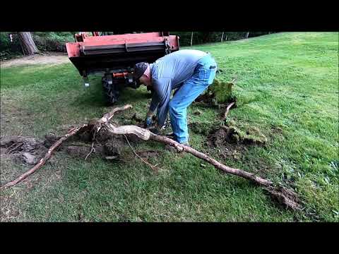 tree roots showing in yard - Useful Gardening Tips