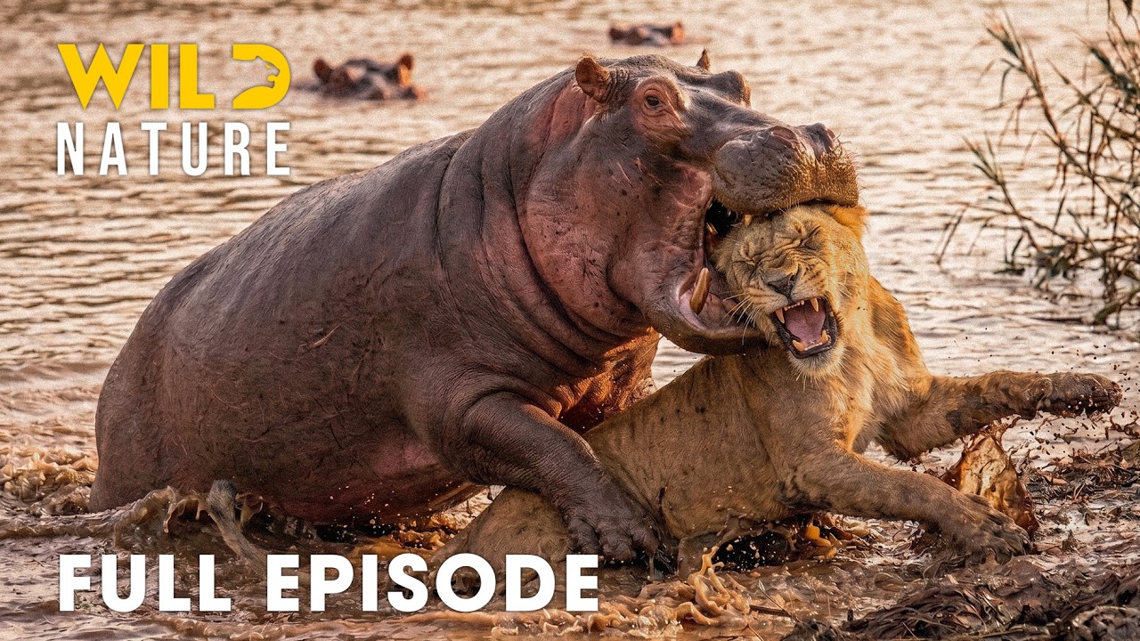 Giants vs Lions (FULL EPISODE) | The Most Brutal Survival Battles | Animal documentary