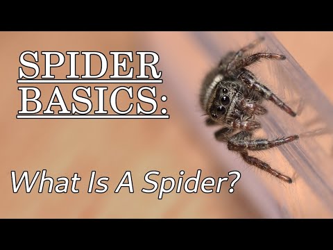 What Is A Spider? Spider Basics: Beyond the Eight Legs, Episode 1