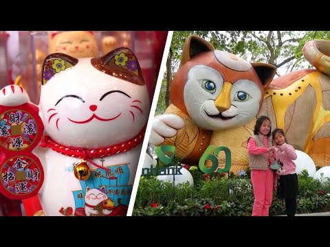 Why Does Vietnam Celebrate the Year of the Cat?