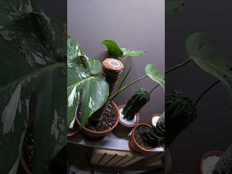 The unfurling of a monstera leaf is always so exciting! #ad#monsteraplant #growlight #plantlovers