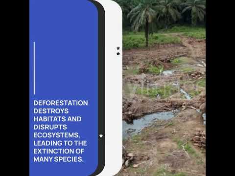 The impact of deforestation on biodiversity