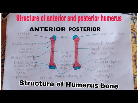 Structure of Anterior and posterior Humerus bone //Humerus bone//Diagram of Humerus bone #hap #easy